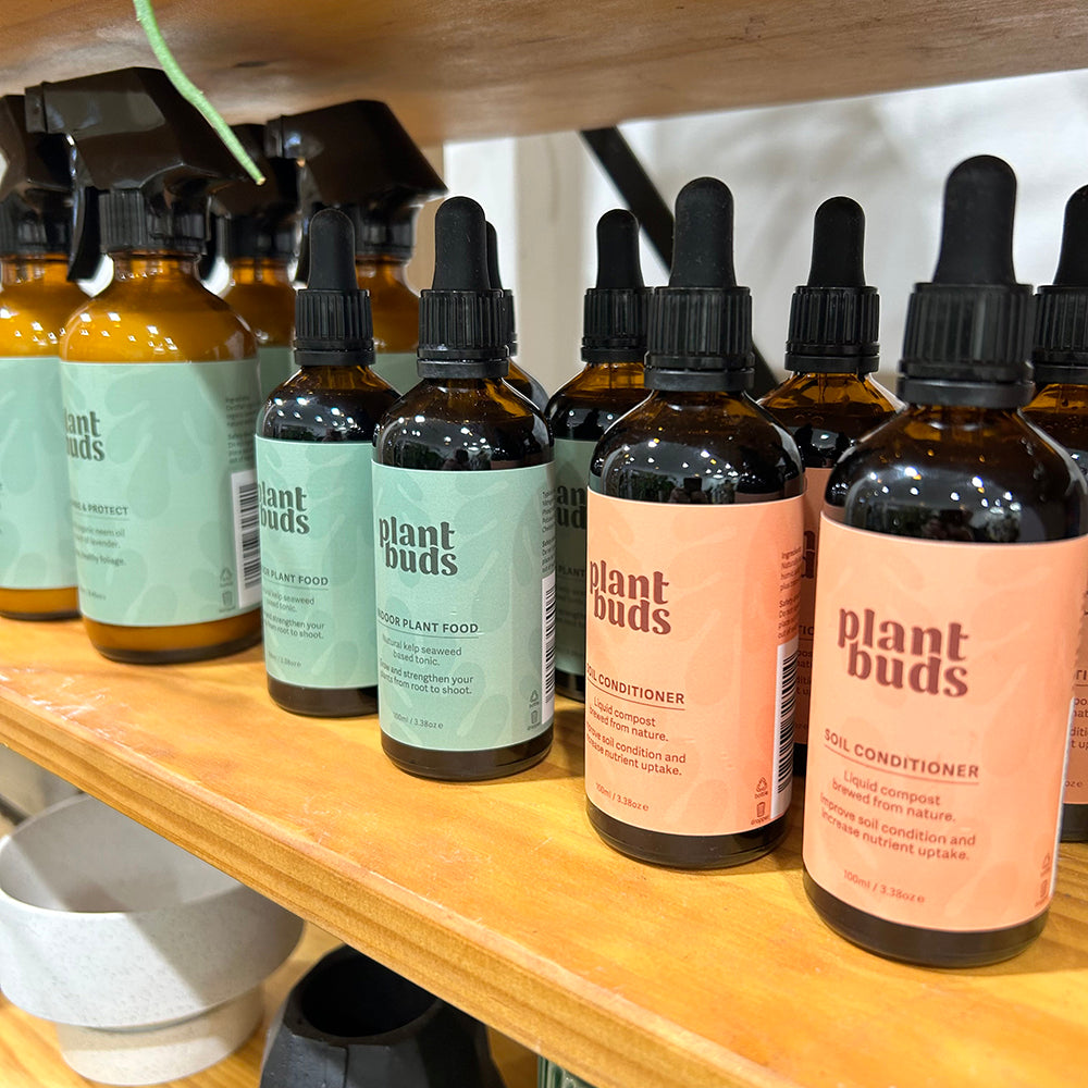 Plantbuds – Snickel Lane Florist